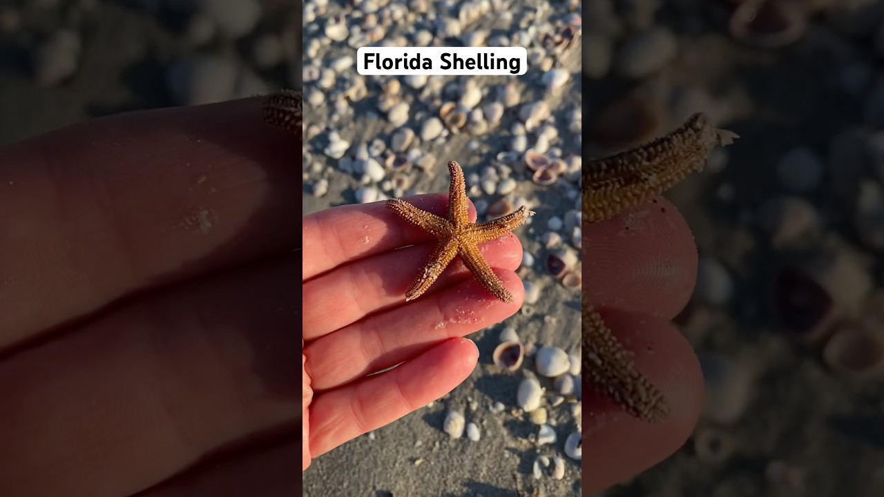 Sea star, sand dollar, & some common southwest Florida seashells🐚😍
