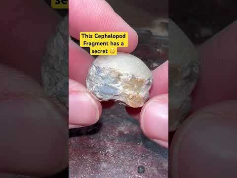 π€« This Cephalopod Fossil Has A Secret - Short 283 #shorts #fossils #teamrockit #cephalopod