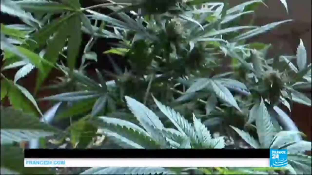 Marijuana-based medicines: Mexico proposes legal medical marijuana in major shift