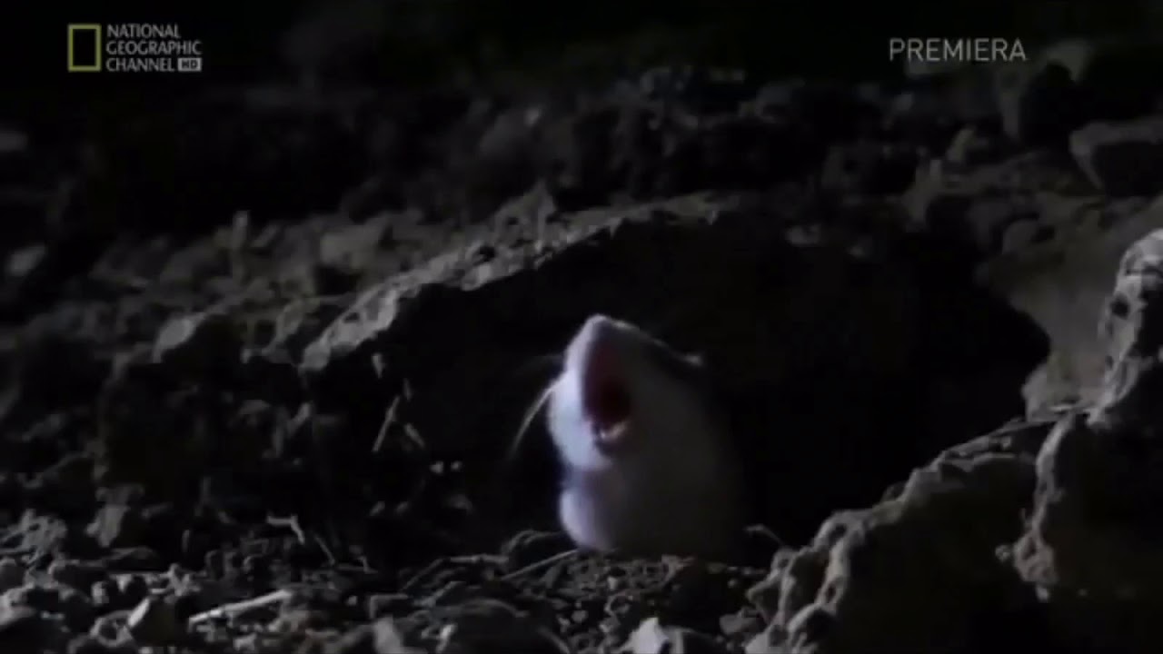 Mouse screaming at the moon vine