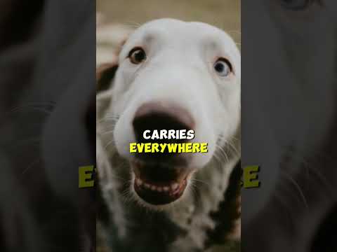 Uncovering the Truth: A Dog's Nose Print #dogpaws #dogworld #puppy #dogbreed #dog