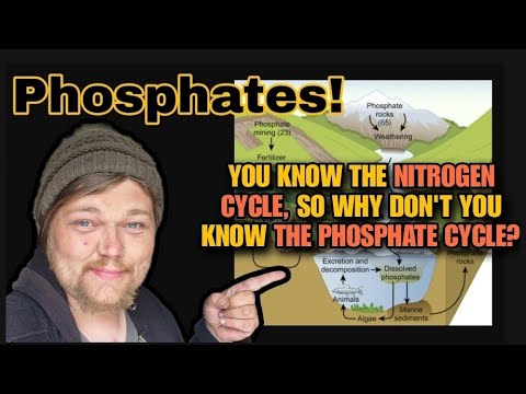 The Phosphate Cycle & Your Aquarium. How Algae, Plants & Fish Use Phosphorus in Freshwater Systems.