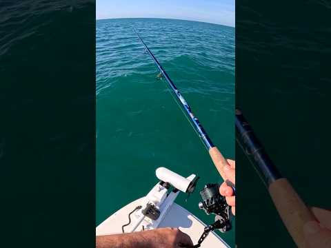 NLBN: Cobia Fishing with Everglades Fishing Co