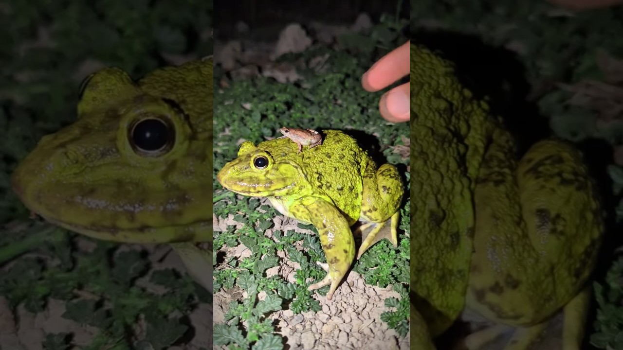 The last big frog makes you laugh | catch frogs for fun | catch frog funny | Frog and Toad #shorts