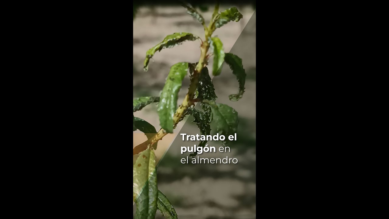 TRATANDO EL PULGÓN EN EL ALMENDRO