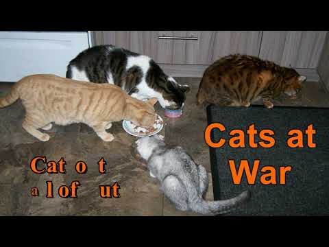 Steam Community :: Video :: Catcoot: Call of Duty: Cats at War