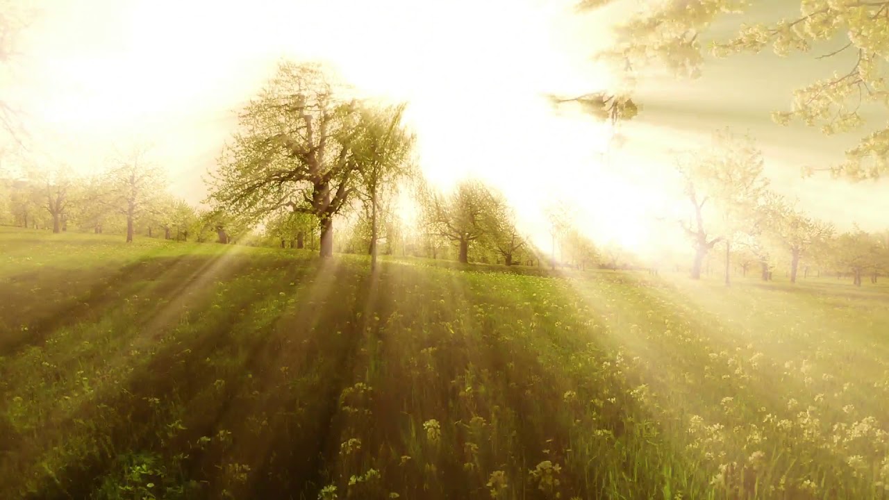 sun rays sunbeam trees silhouette background beaming light nature fantasy r4libwpr  D