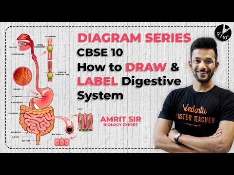 Super Easy Way to Draw Digestive System - Life Process - CBSE Biology ...