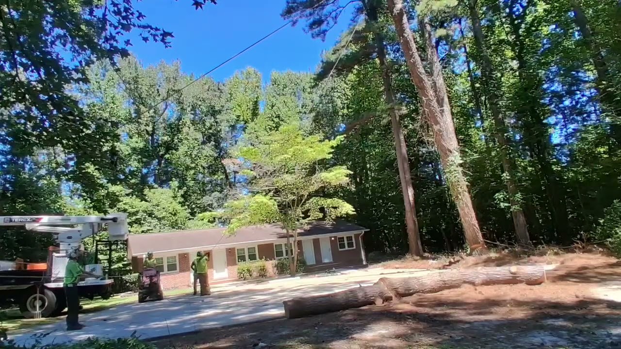 Tree removal by ArborCare 