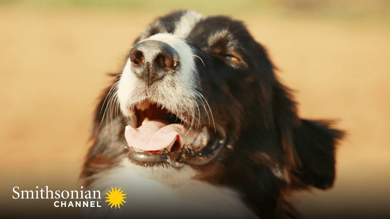 Why Border Collies Are the Perfect Cattle Ranching Dogs 🤠 Amazing Dogs | Smithsonian Channel