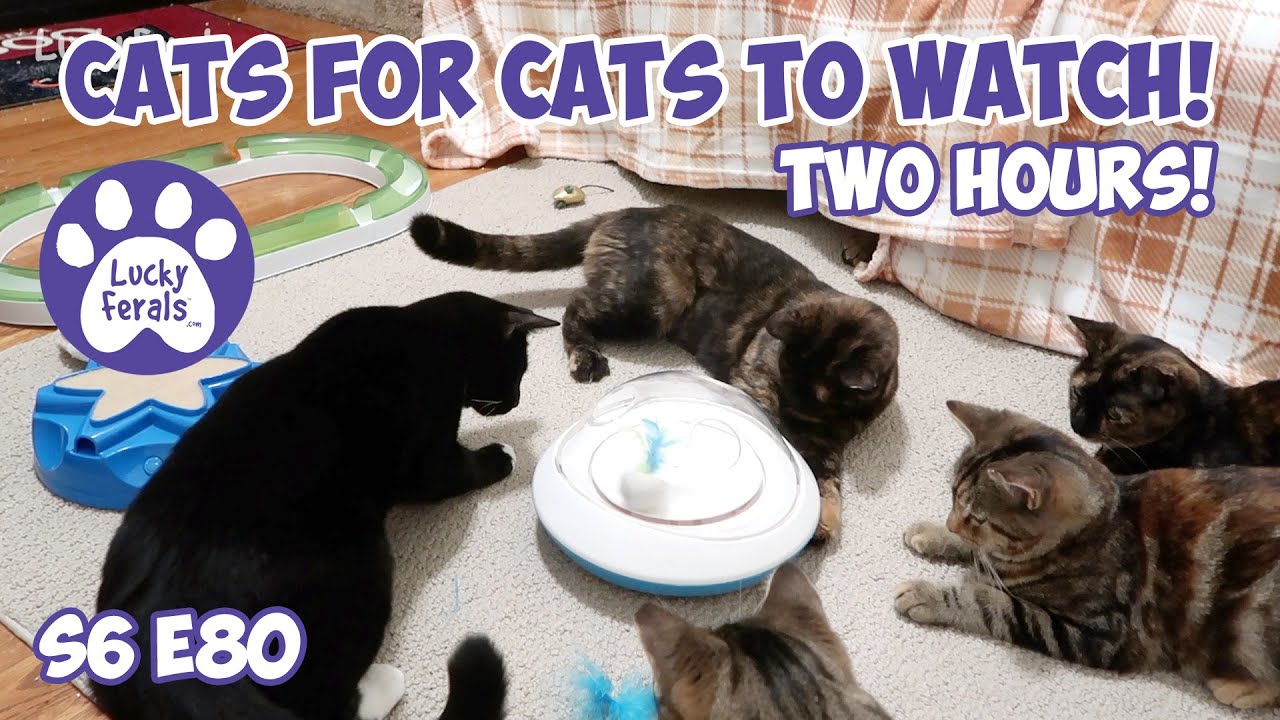 Cats For Cats To Watch - TWO HOURS! - Cat Videos * Cats Playing * Entertainment For Cats - S6 E80