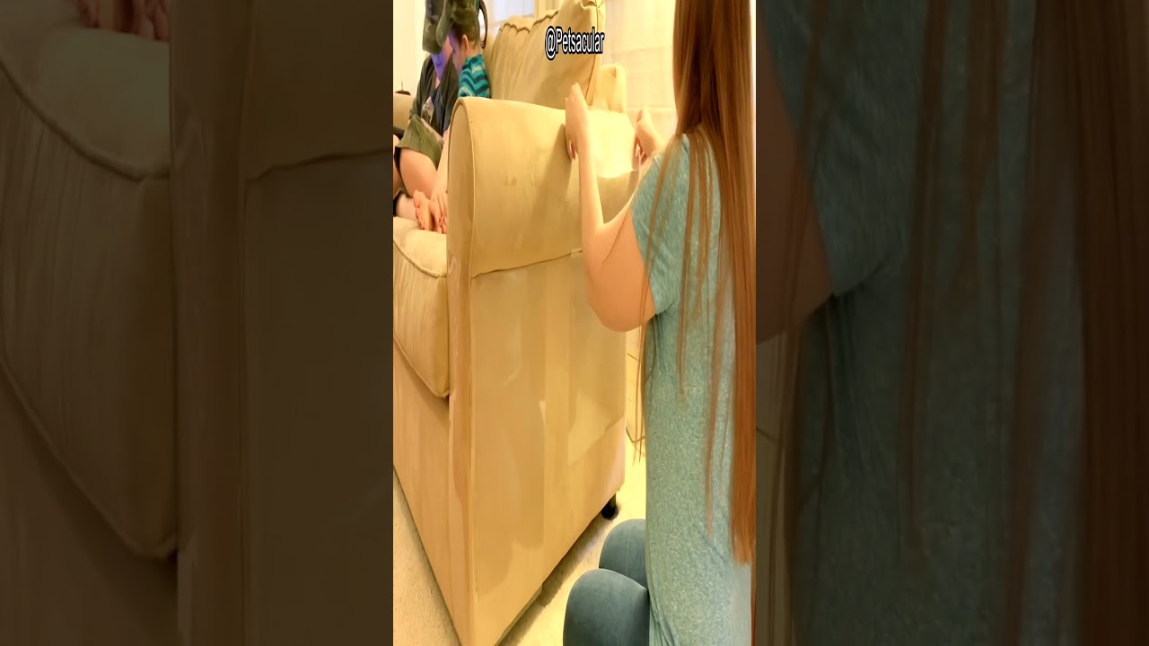 Anti Cat Scratch Furniture Protector Review: Does It Really Safeguard Your Sofa?