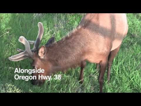 Dean Creek Elk Viewing Area