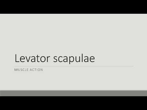 Levator Scapulae Action