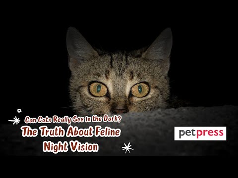 Can Cats Really See in the Dark? The Truth About Feline Night Vision!