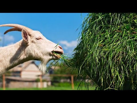 General Principles of Goat Production