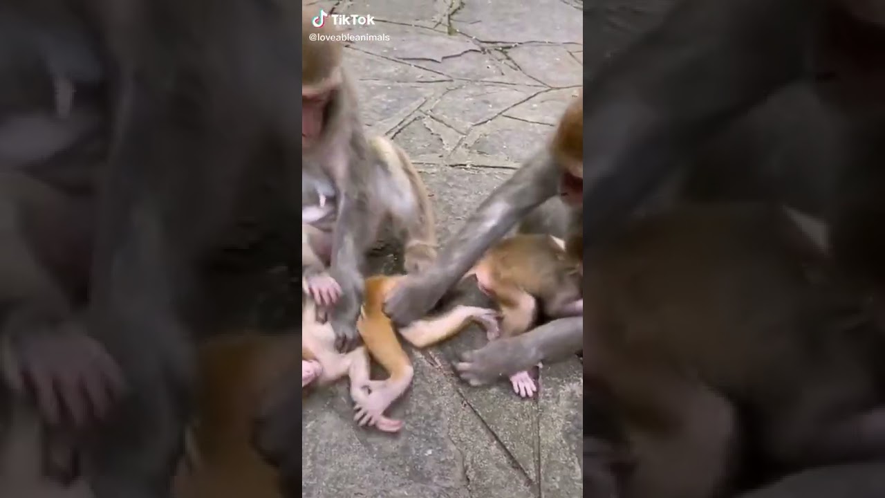 Monkey Funny video compilation #00379 #Shorts