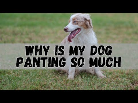 Why is My Dog Panting So Much? Uncovering the Top 7 Reasons