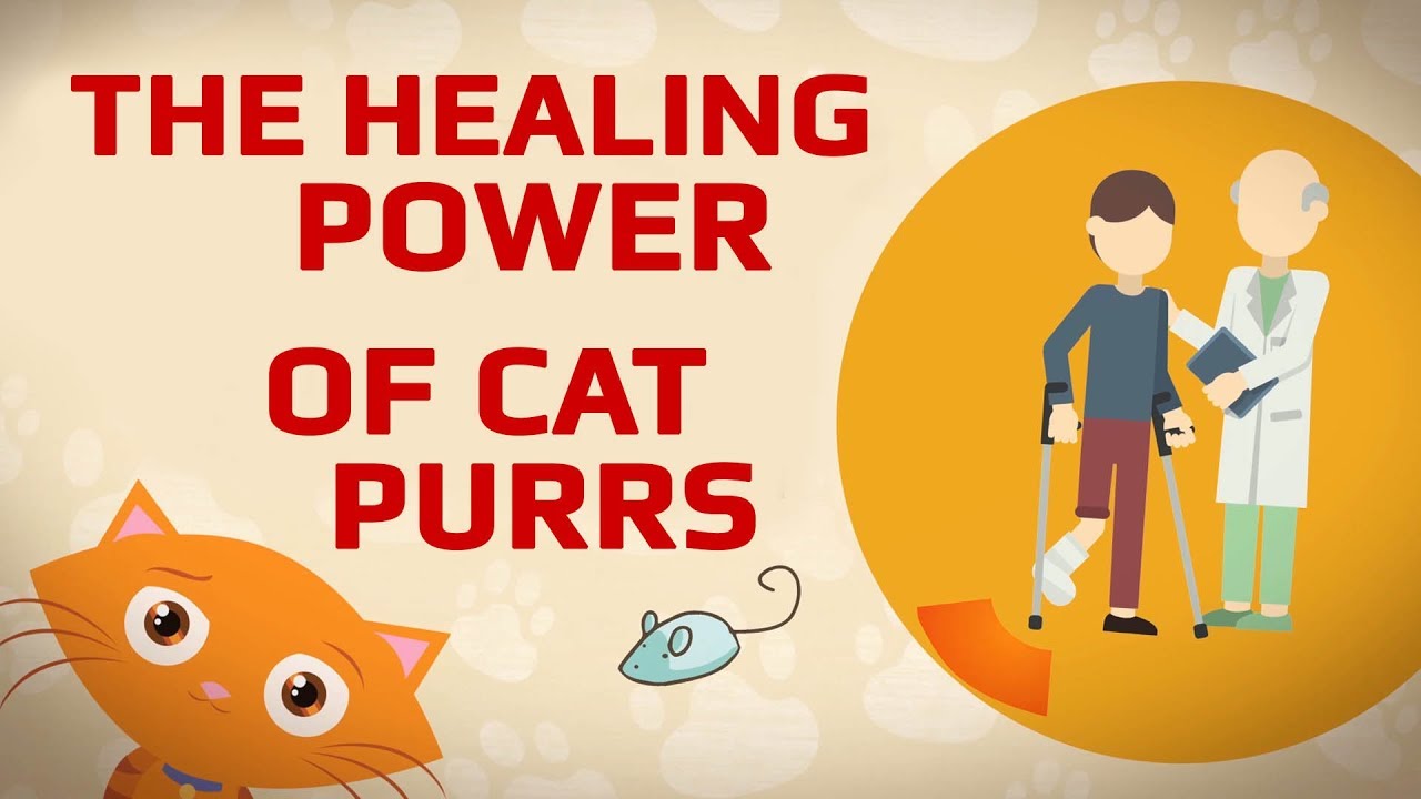 THE HEALING POWER OF CAT PURRS 4K 60FPS