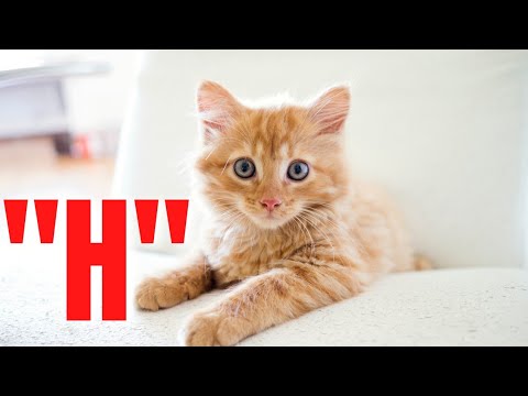 40 Cat Names With H | 2024