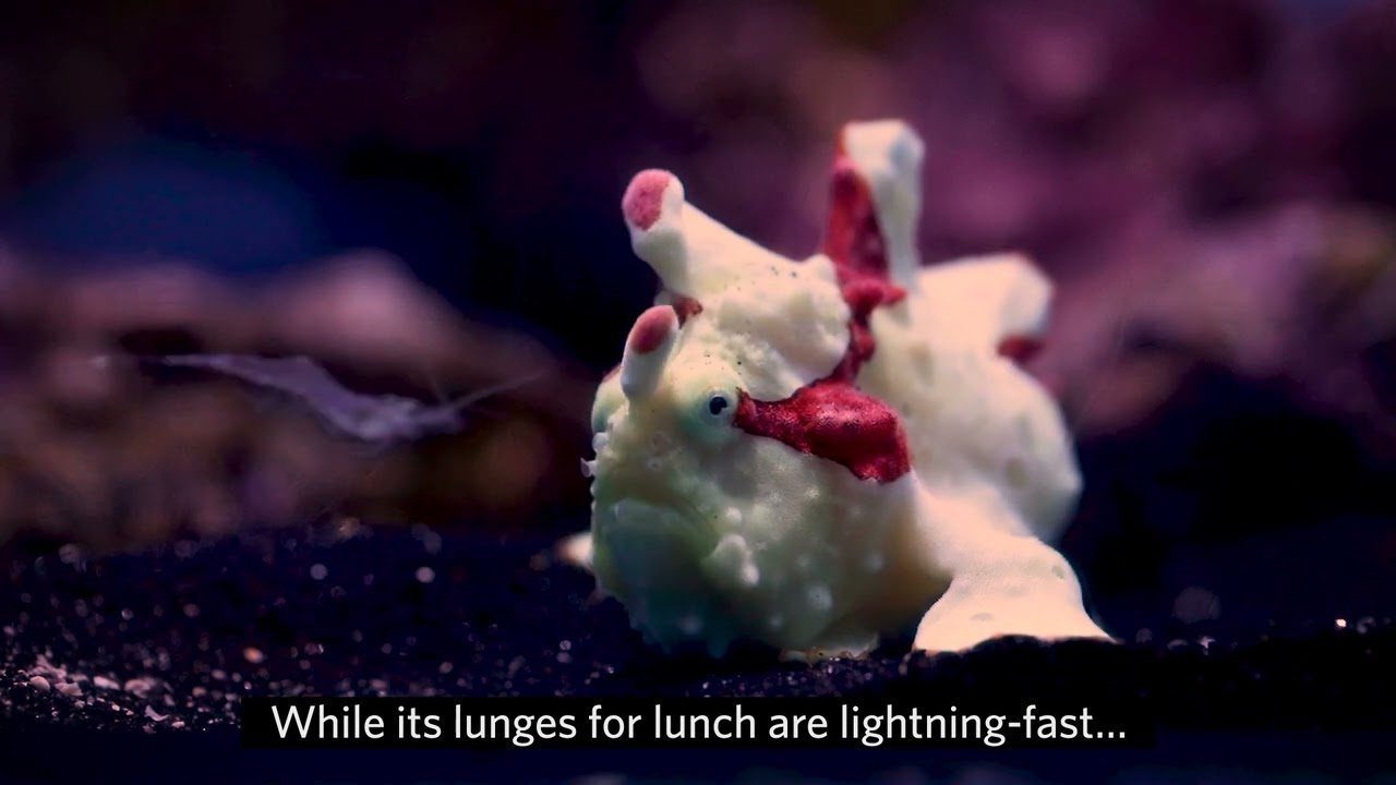 Warty Frogfish - Creature Closeups | California Academy of Sciences