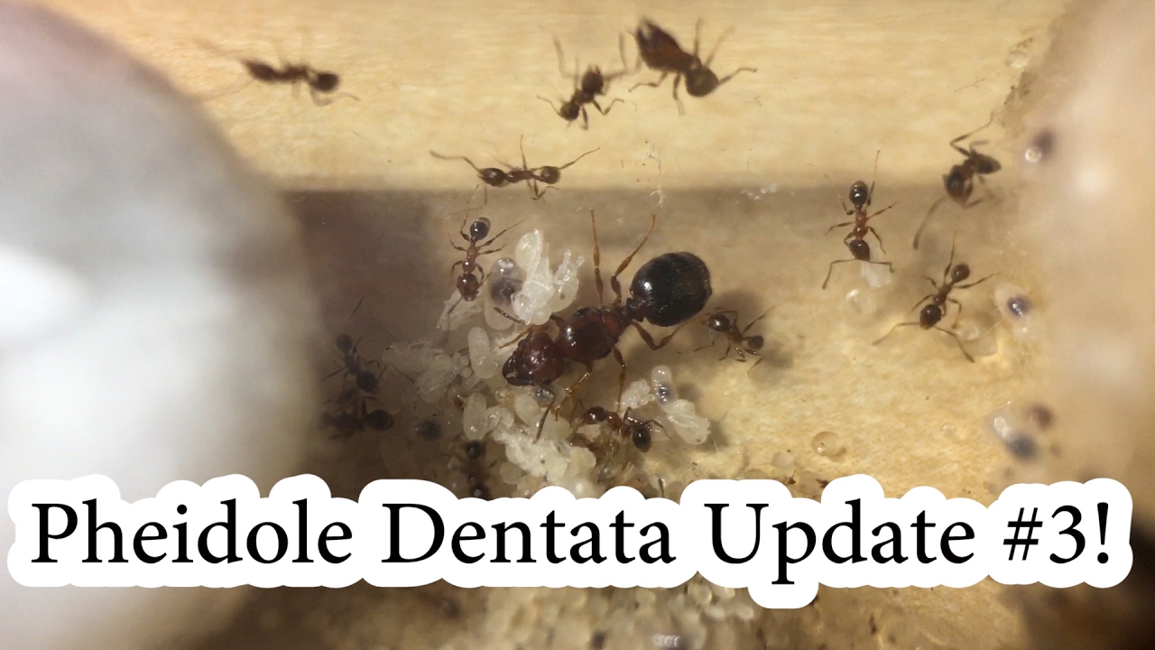 Pheidole Dentata Update #3