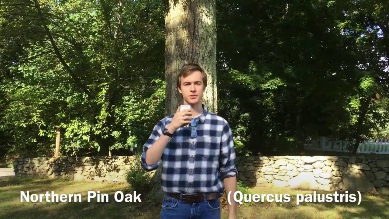 KoeckScience: Northern Pin Oak