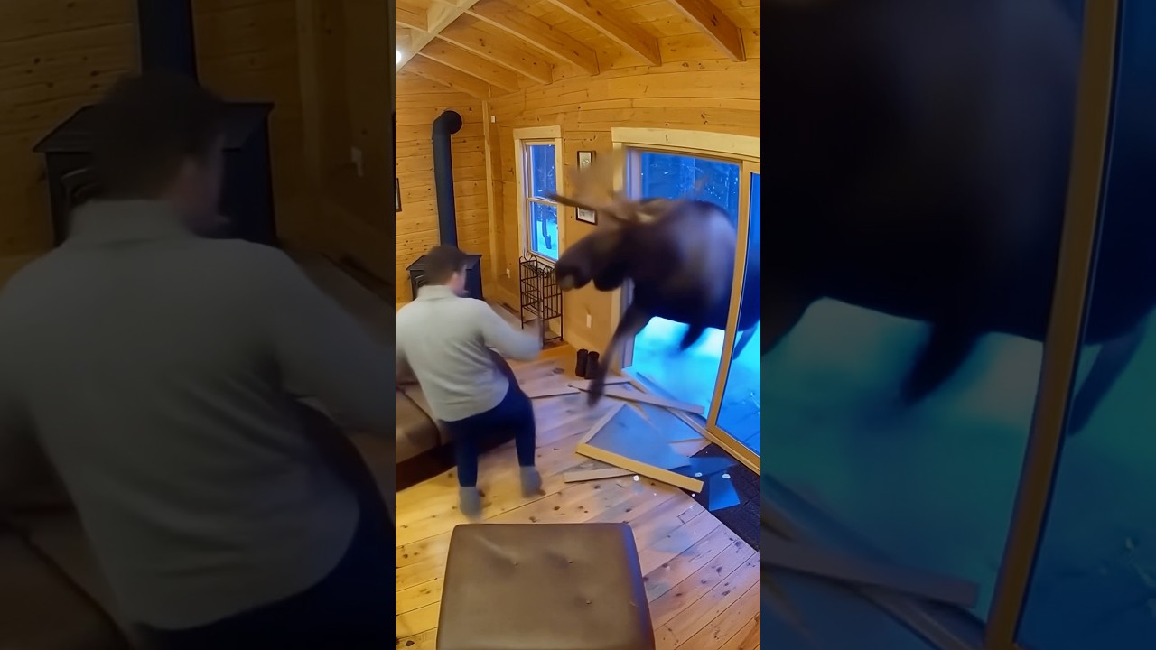 A Moose Breaks Into a Cabin and Causes Chaos! 😳🦌 #sora