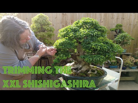 Late Spring Pruning On The XXL Shishigashira + Nursery Walk About -Greenwood Bonsai