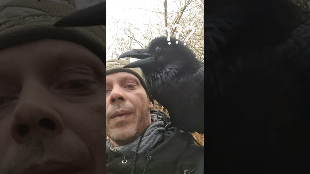 Ragnar Raven's Hilarious Indecision: 