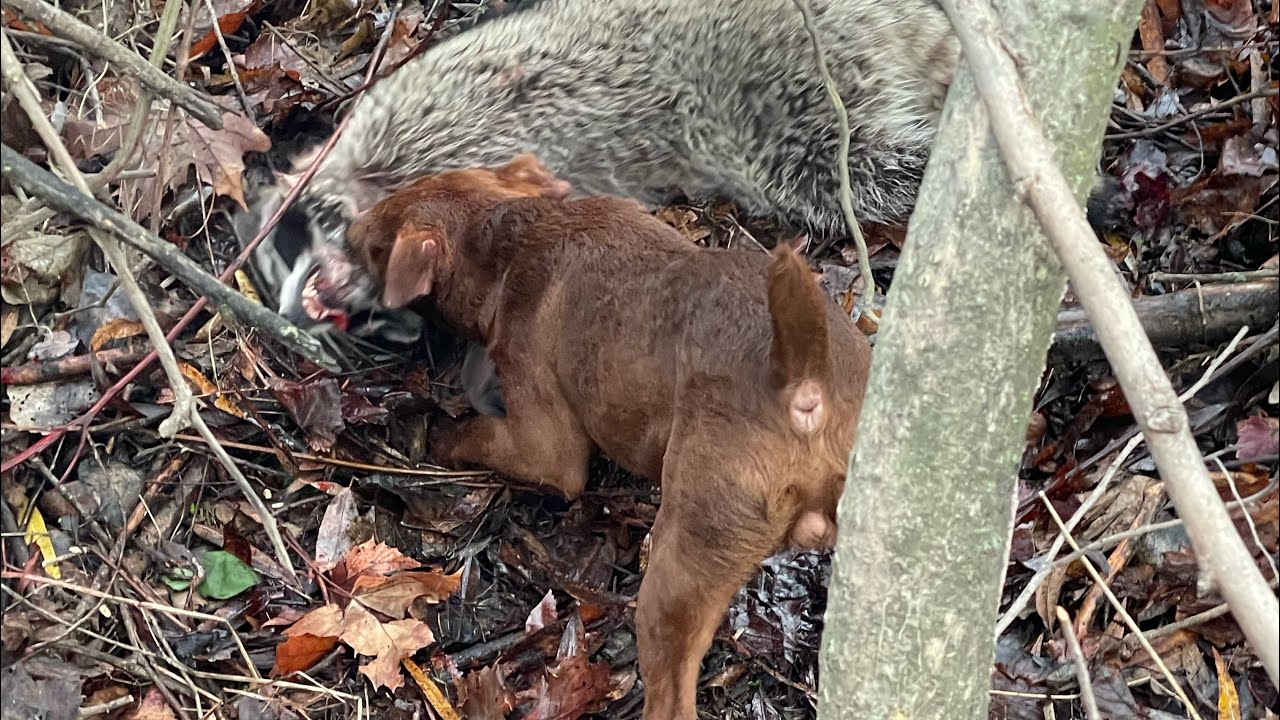 Patterdale terrier puppy training on coons.
