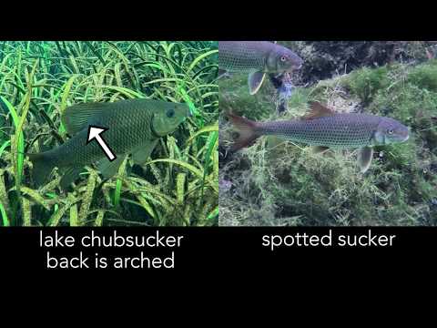 Spotted Sucker – Florida Springs Institute
