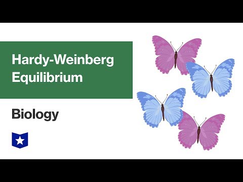 Hardy-Weinberg Equilibrium | Biology