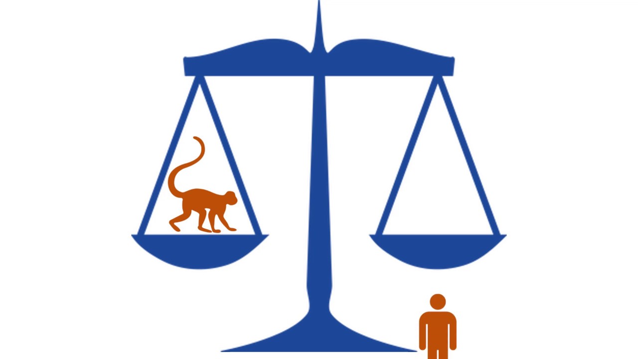 Insight Learning: the Early Work of Wolfgang Köhler