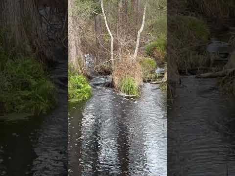 The swamps are full in #florida again.