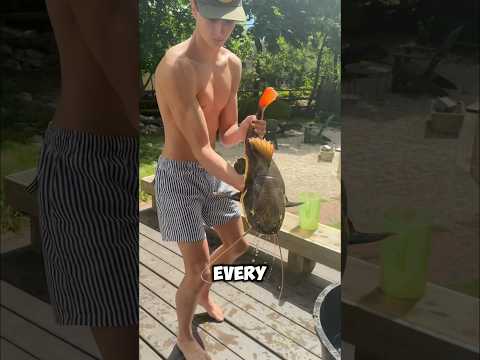 The Worlds Biggest Pet Catfish!