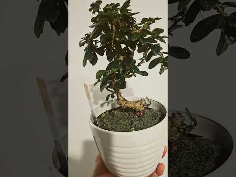 Costa Farms Bonsai Tree from Lowes
