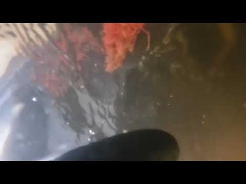 6 24 25 Redfin HC