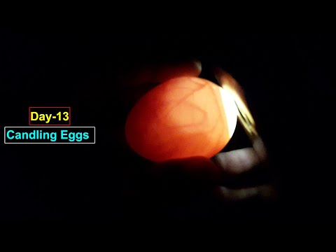 Candling Eggs Day-13 | Incubator For Chicken Eggs
