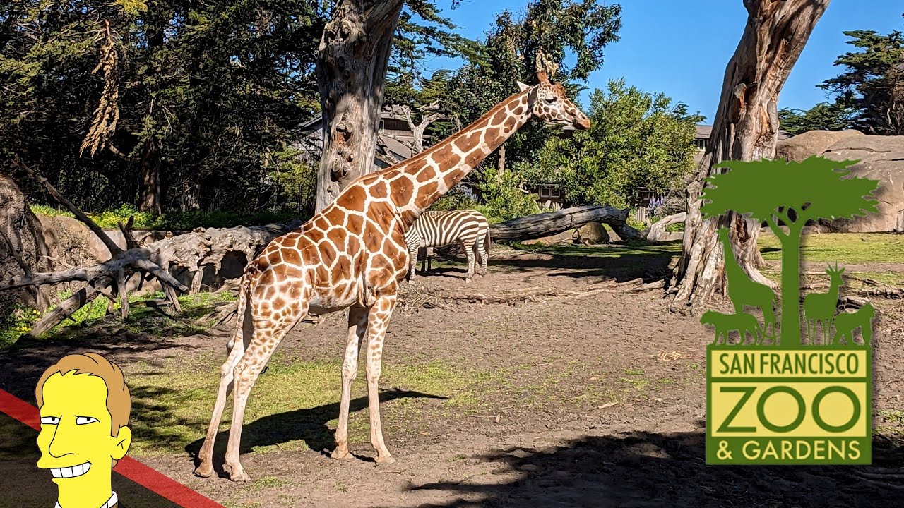 San Francisco Zoo & Gardens Tour