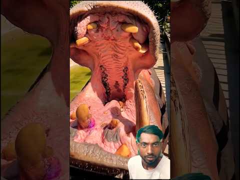 Unbelievable never feed corn peice to animals #shortsvideo
