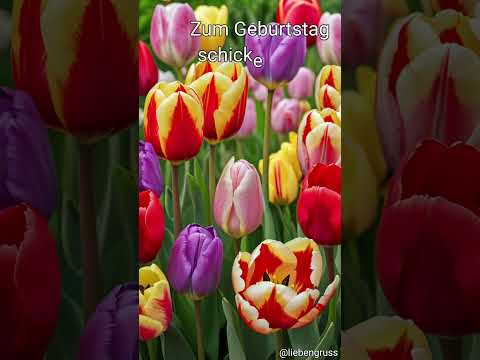 🌷Zum Geburtstag schicke ich dir diesen Tulpen Gruß! 💐 Herzlichen Glückwunsch 🎊
