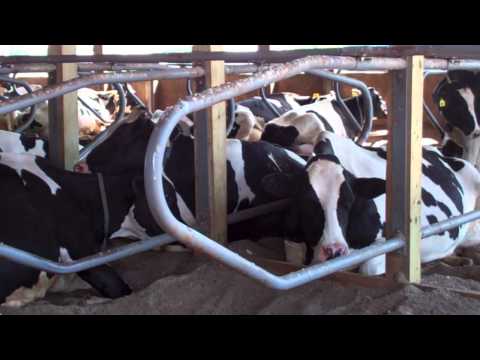 UD Dairy Farm
