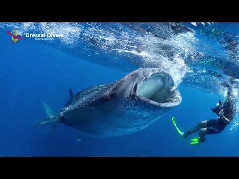 Whale Shark Snorkeling Excursion with Dressel Divers