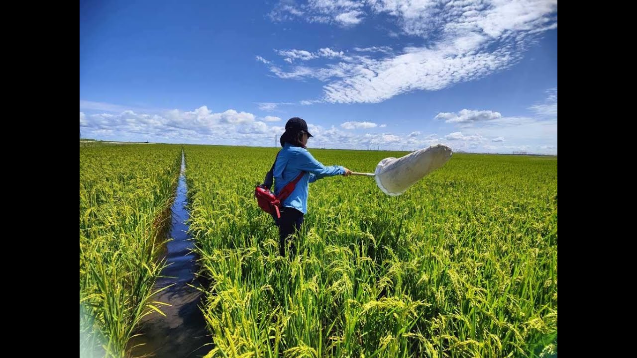 Mission-Oriented Research for Agricultural Insect Vector Management