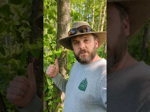 HOT TIPS for POISON IVY identification