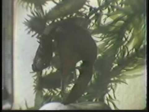 Documentário – Os Betas | Aquarismo Ornamental