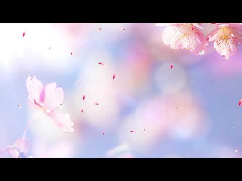 Romantic flower background petals falling video