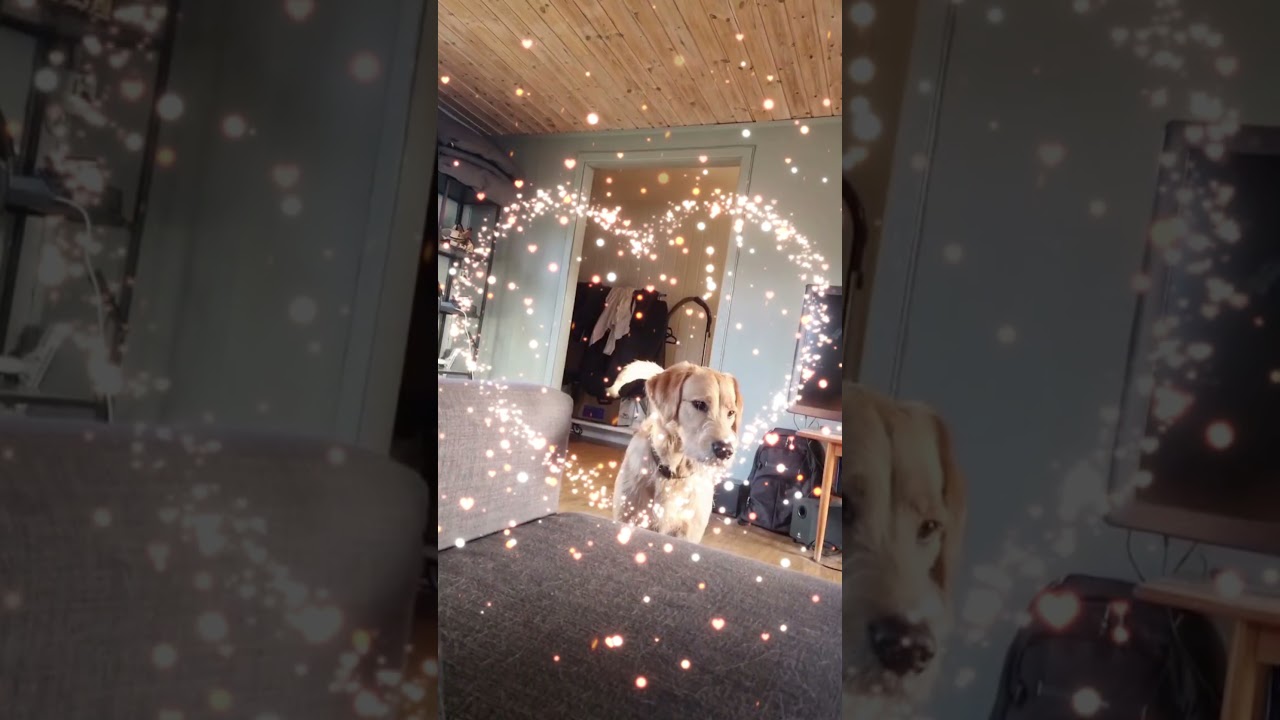 Good Easter Wish From Doggy Delong!!  #adoreble #funnyanimal #puppy #retriever #cute #viral #shorts