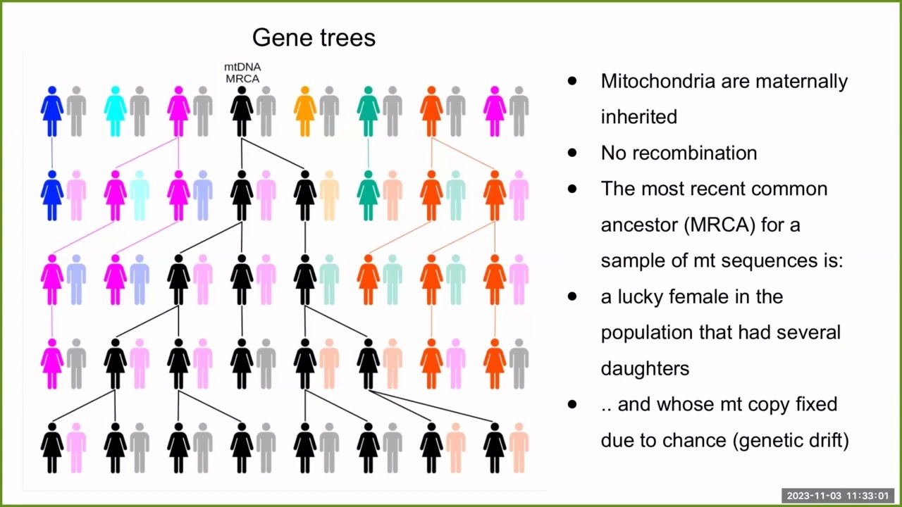 Understanding Gene Trees and Their Role in Ancestry | Galaxy.ai